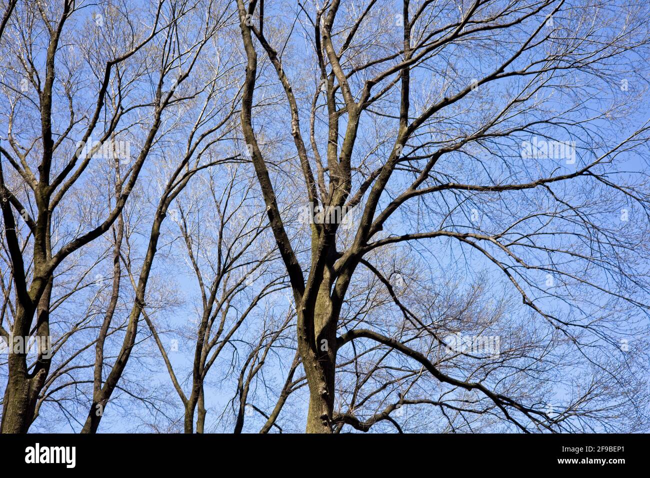 Trees showing limbs in springtime with buds just beginning to appear ...
