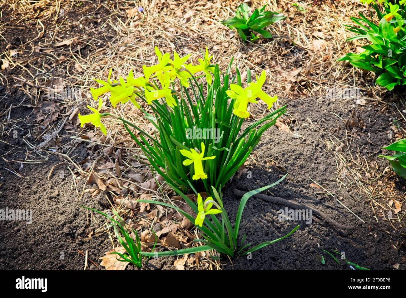 Yellow flowers with green stem in field with brown twigs and soil Stock ...
