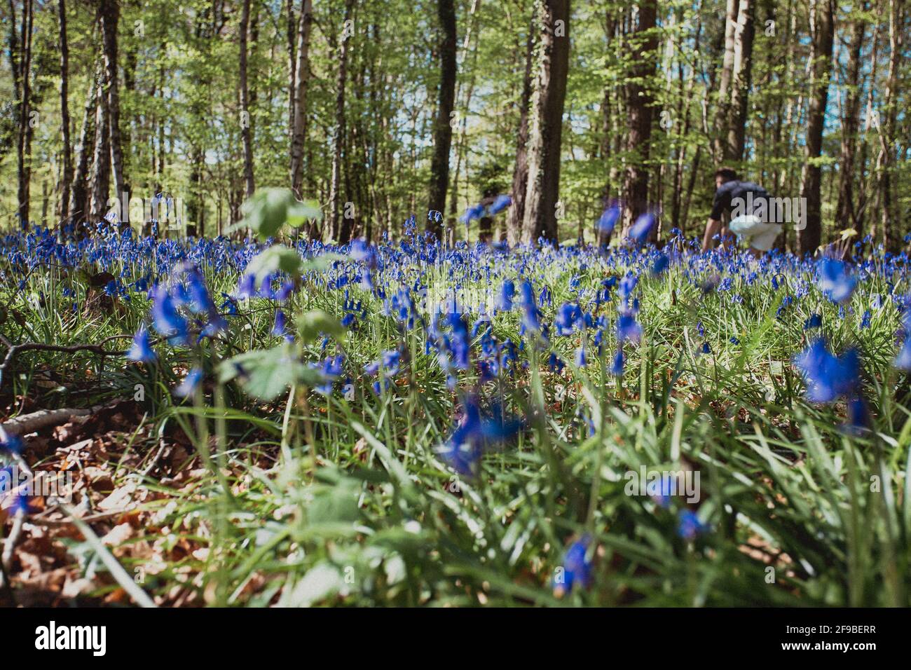 Field of wild blue flowers in a forest Stock Photo - Alamy