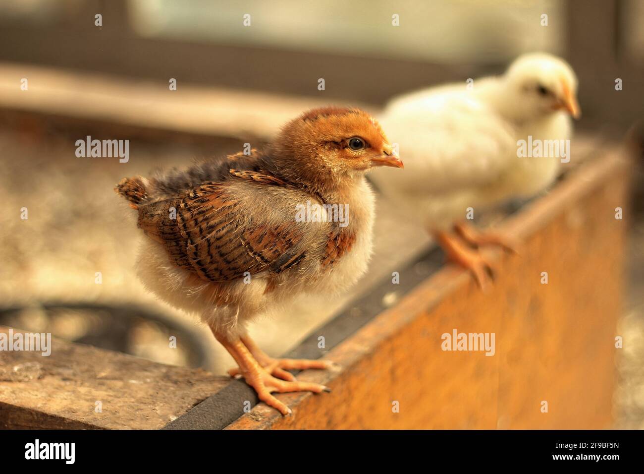 Small brown chick perched on a wooden surface Stock Photo - Alamy