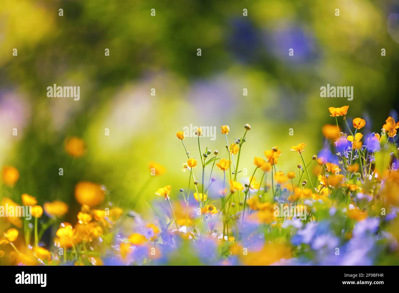 Early Springtime Wallpaper