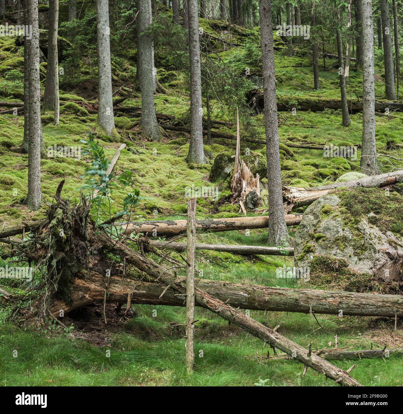 Fallen trees in forest, Sweden Stock Photo - Alamy