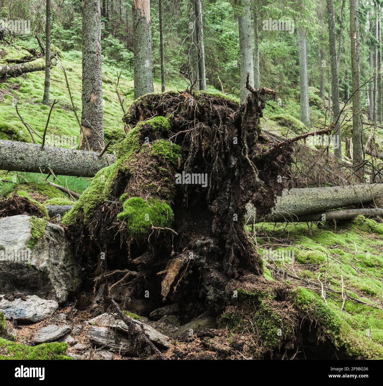 Uprooted and fallen tree in forest Stock Photo - Alamy