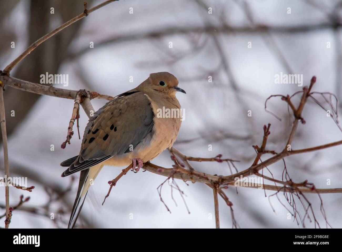 Canada city wilderness hi-res stock photography and images - Alamy
