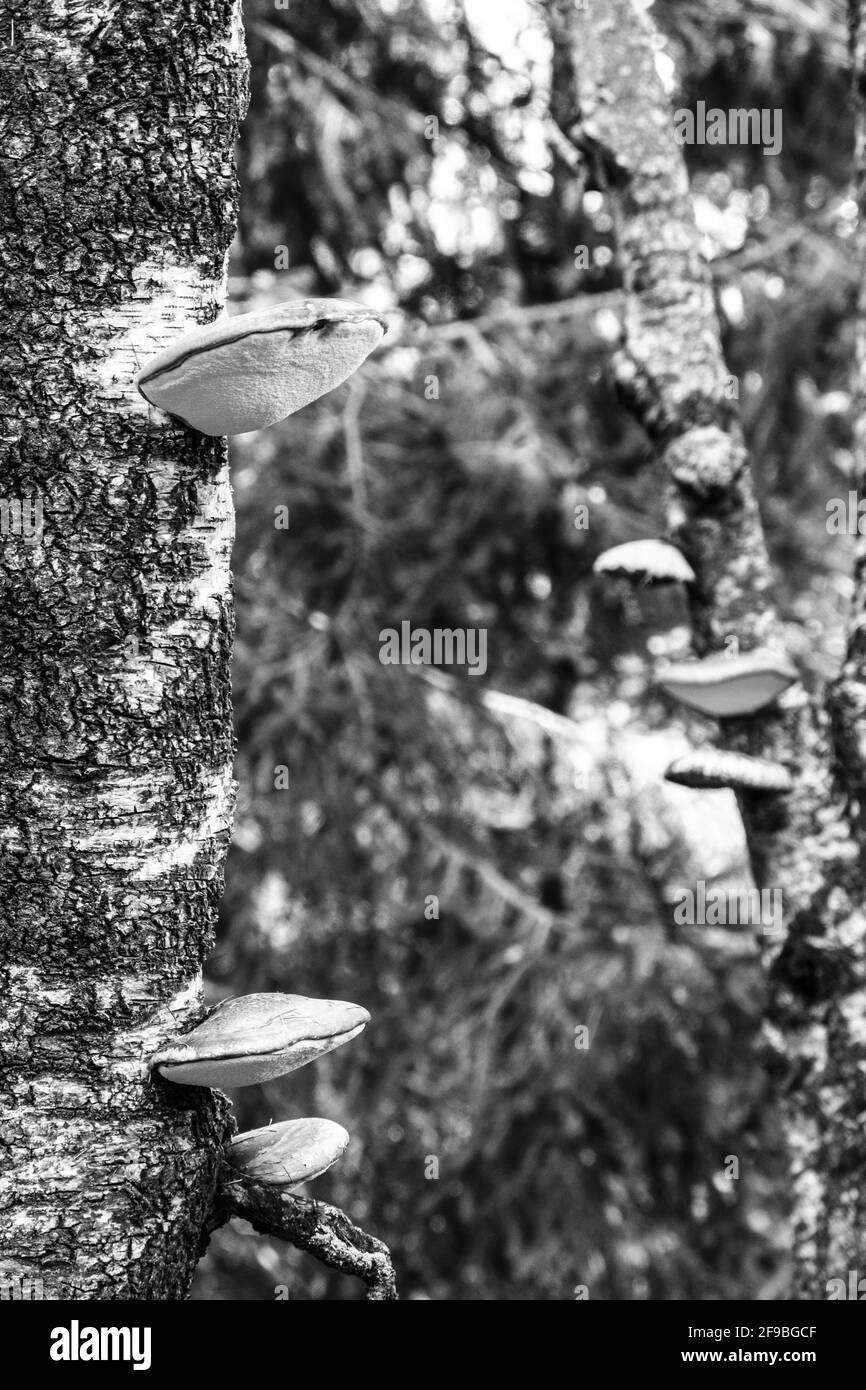 Real fungus Black and White Stock Photos & Images - Alamy
