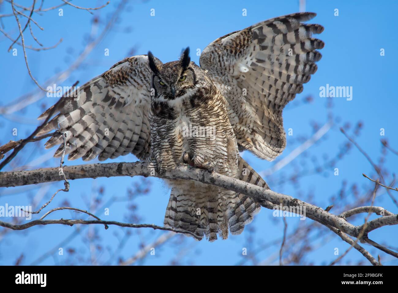 A great horned owl opening its wings, Quebec city, Canada Stock Photo ...