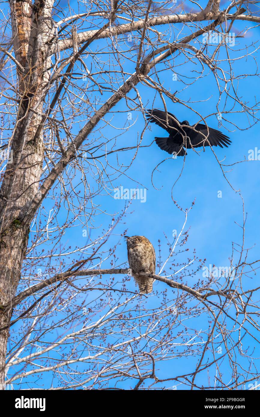 A great horned owl being harassed by a crow Stock Photo - Alamy
