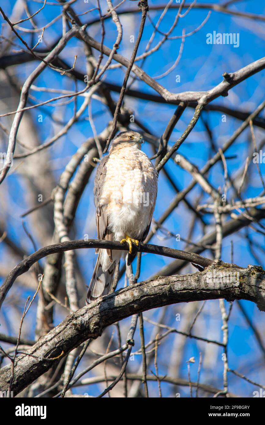 North american hawk hi-res stock photography and images - Alamy