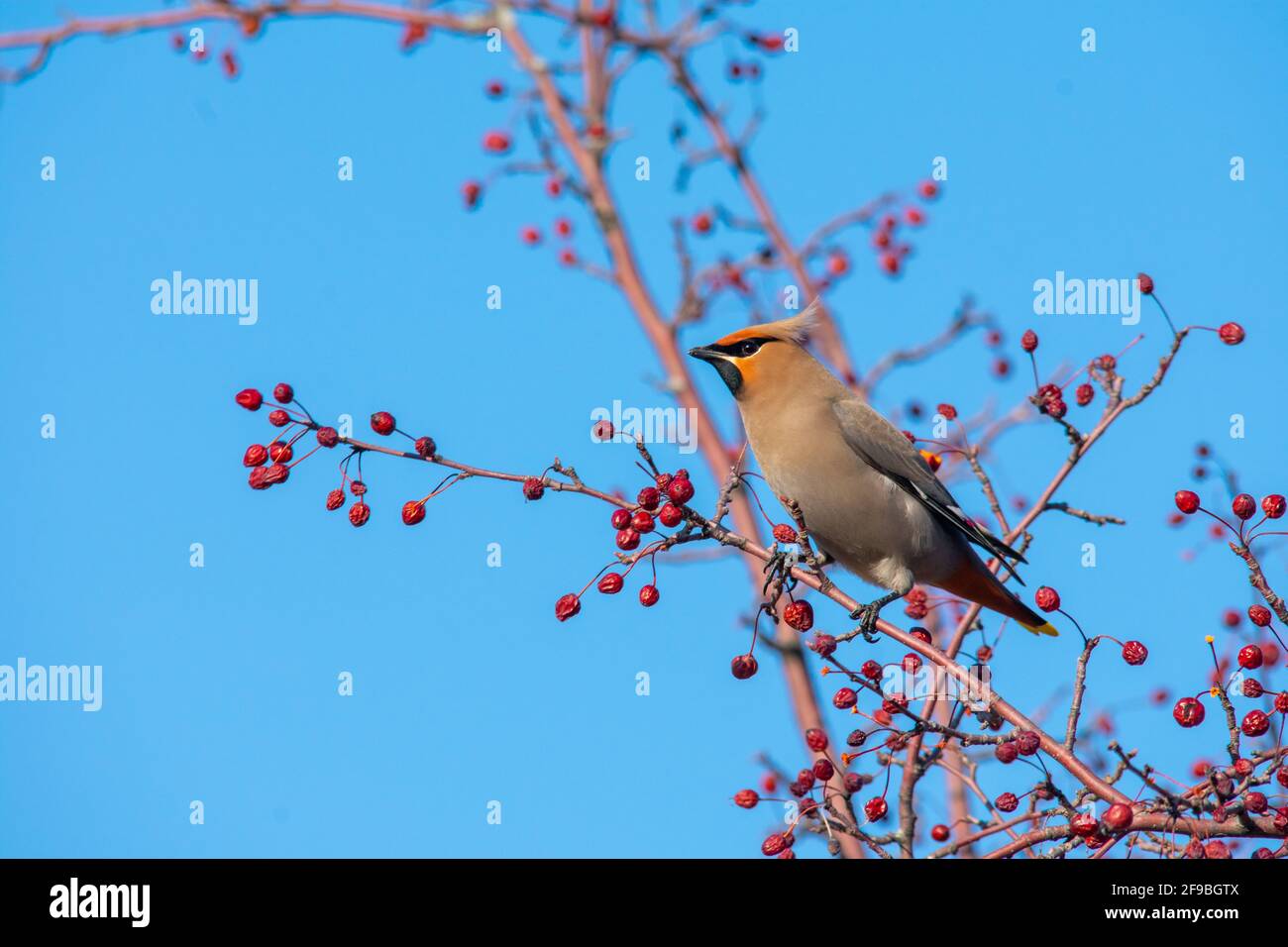 A cedar waxwing with some berries for lunch, Quebec city, Canada Stock ...