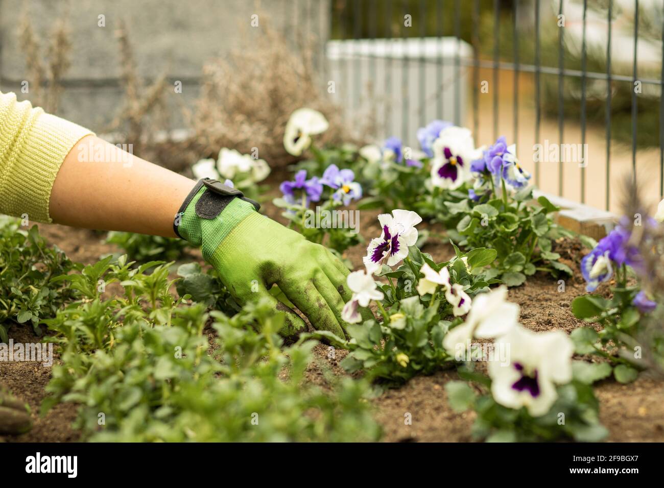 Female hands in garden gloves plant multicolored pansy flowers in pot ...
