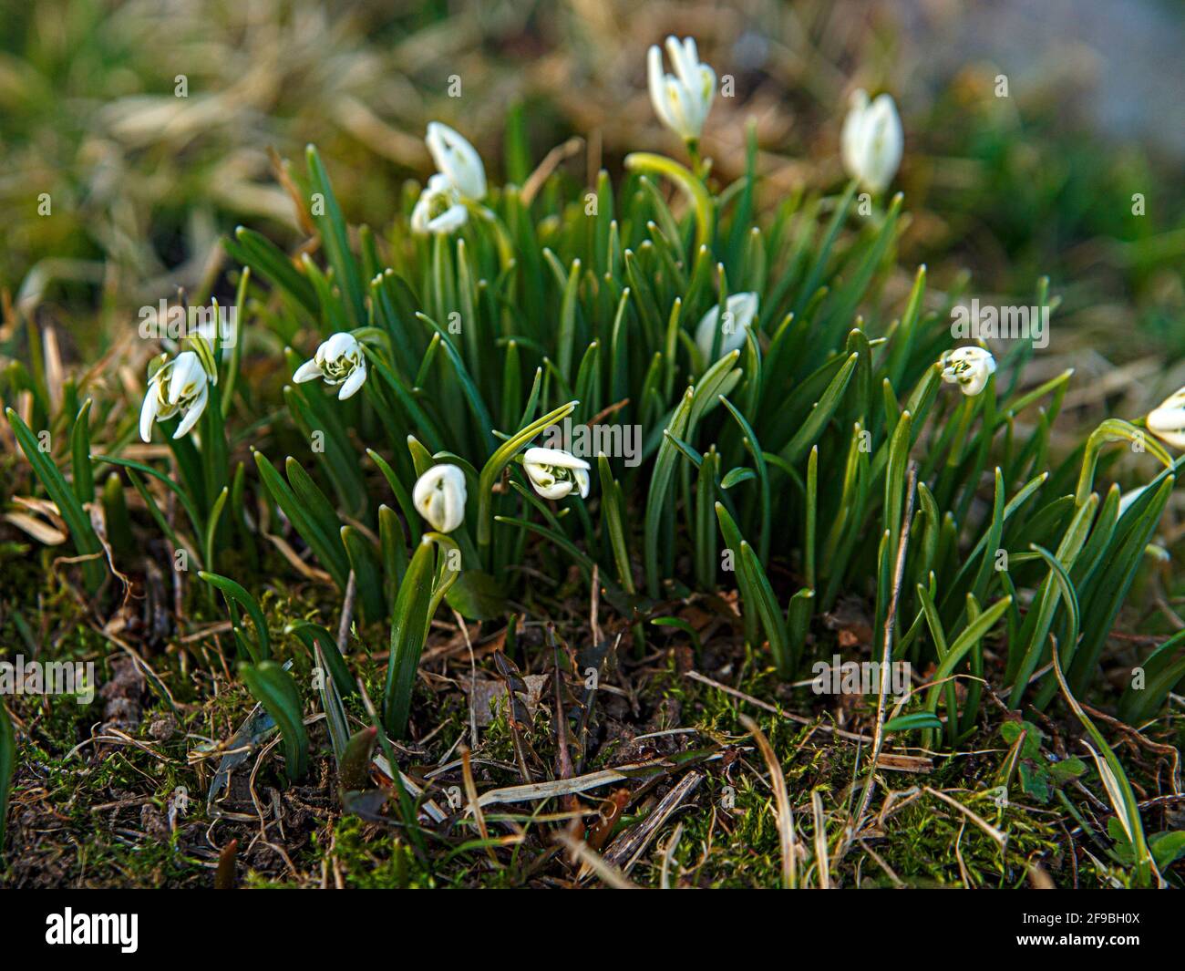 Galanus hi-res stock photography and images - Alamy