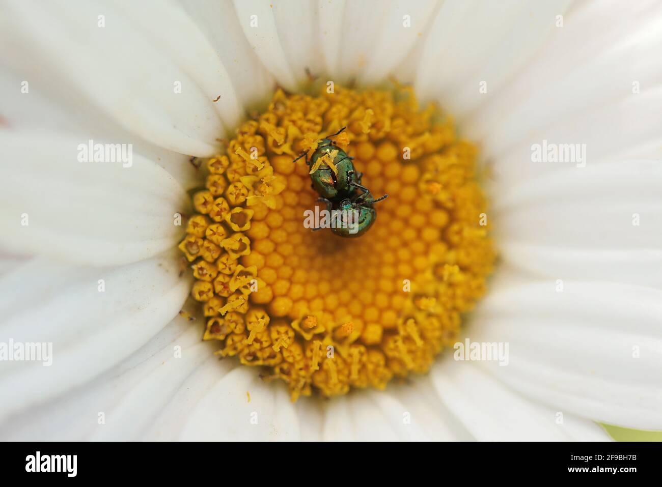 two beetles on a flower Stock Photo - Alamy
