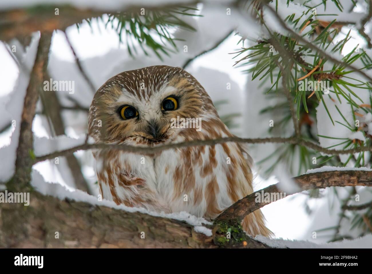 A northern saw-whet owl in a pine tree in Quebec city, Canada Stock ...