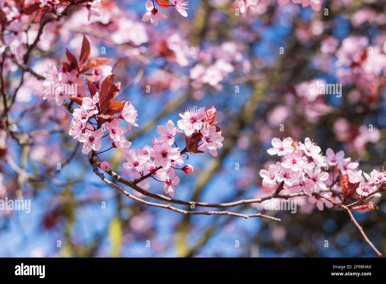 Pink almond tree blossom against the blue sky and blurred flowers on a ...