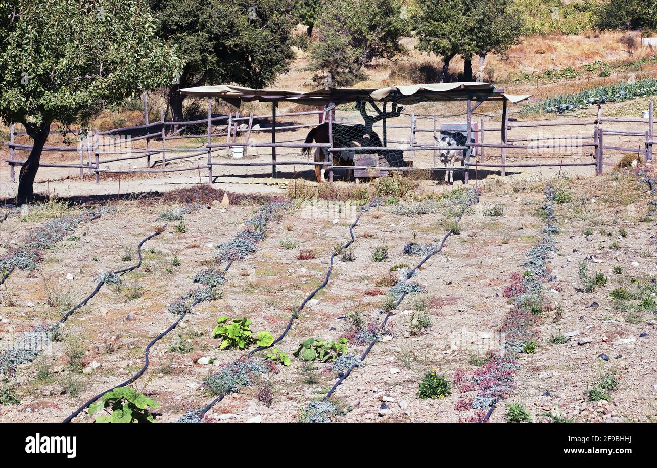 An open field of bio agriculture farm gardening concept with pet ...