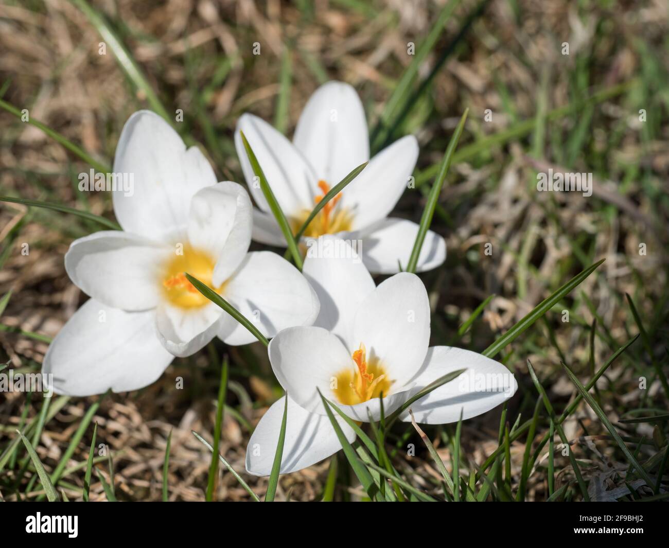 three close up macro pure white Crocus vernus. Spring flower on green ...