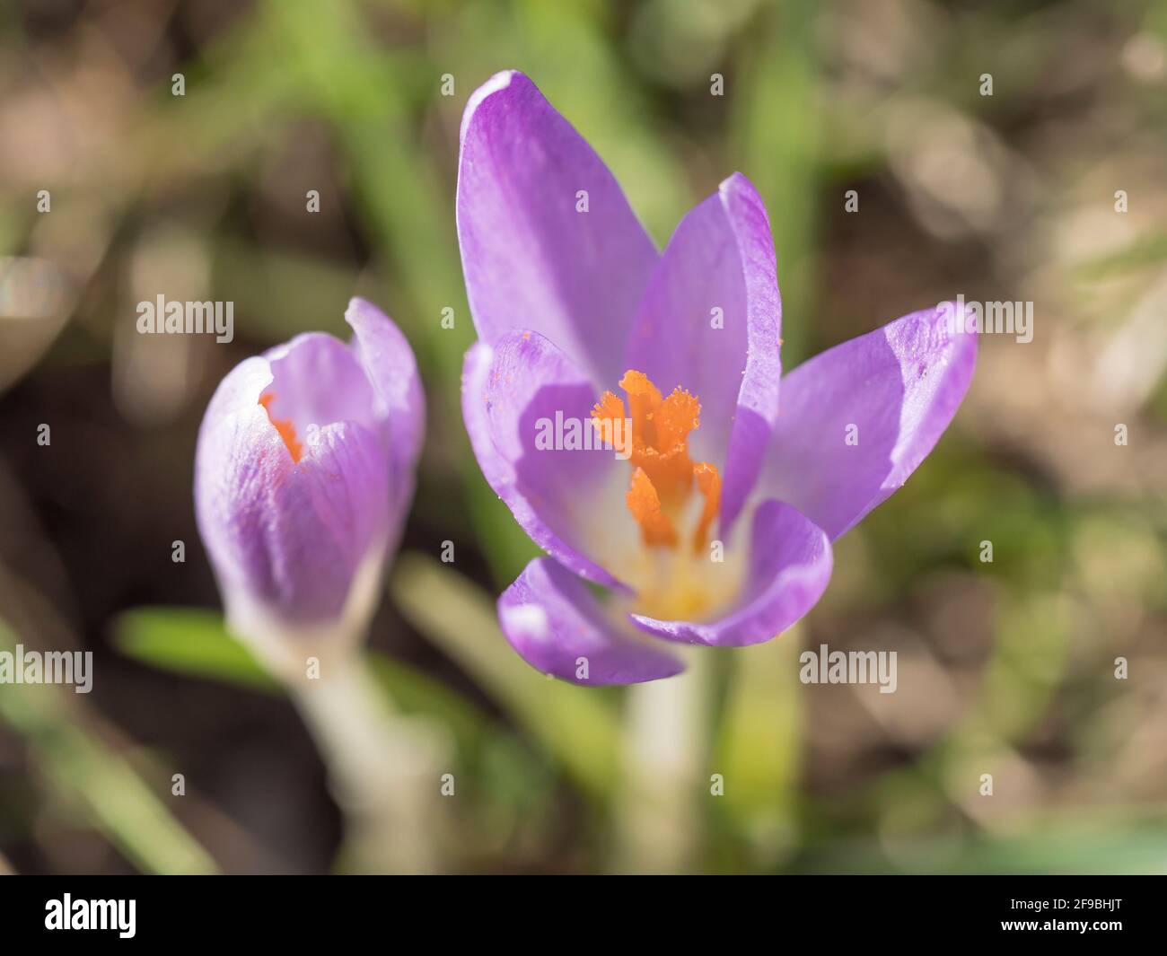 close up macro violet Crocus vernus spring flower on green leaves bokeh ...