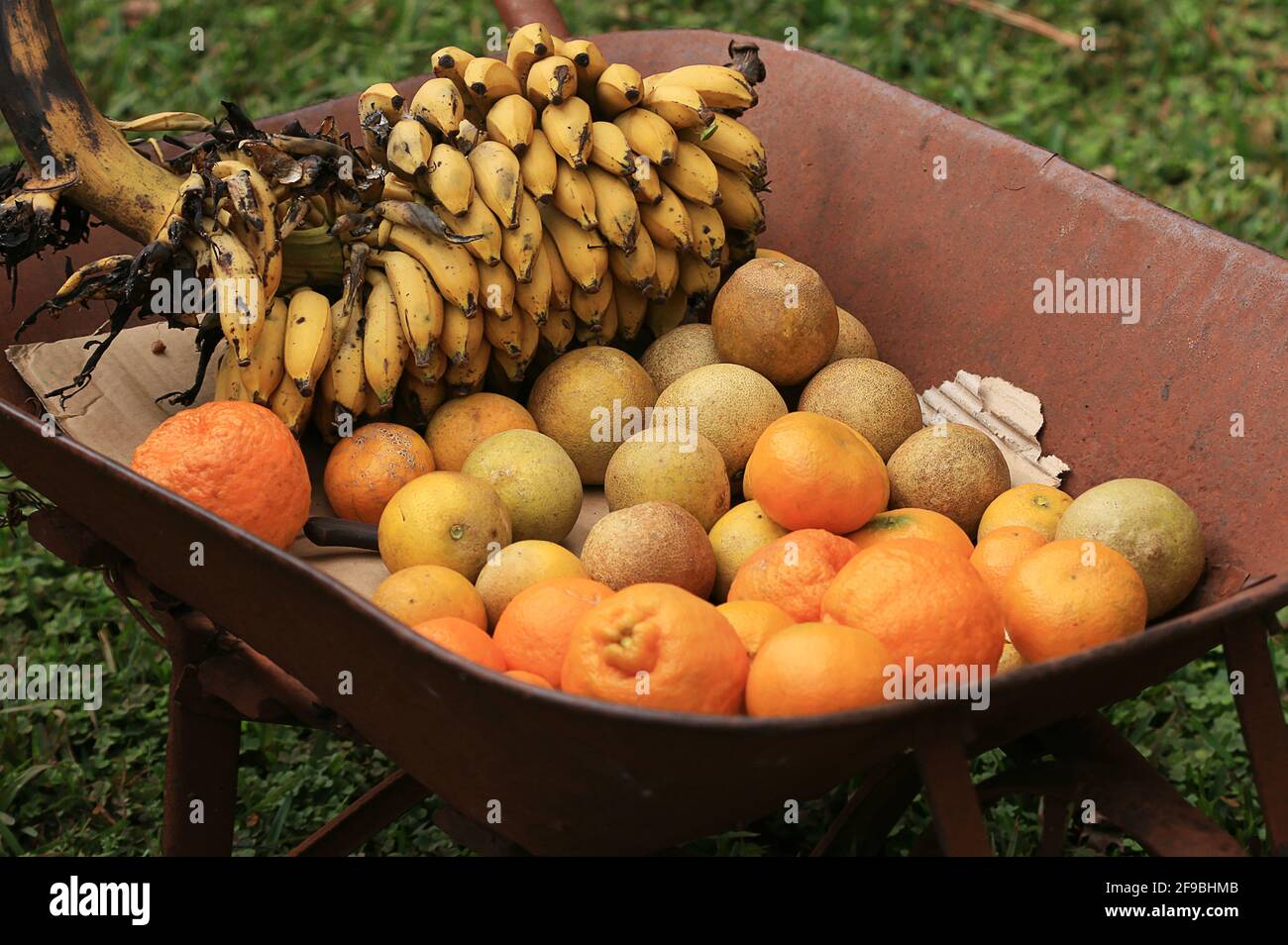 fruits and vegetables in a wheelbarrow Stock Photo - Alamy