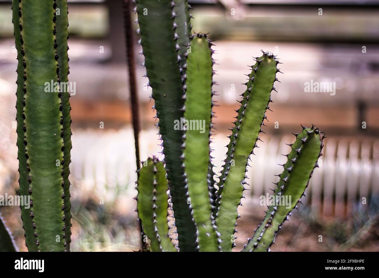 Hercules club tree hi-res stock photography and images - Alamy