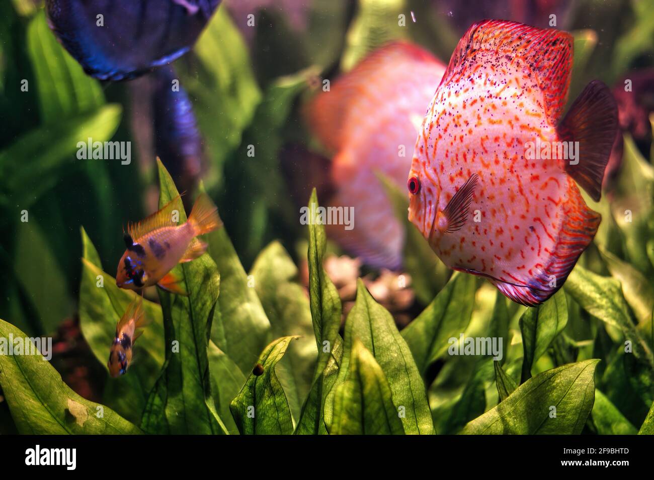 Wild Discus Fish Tank