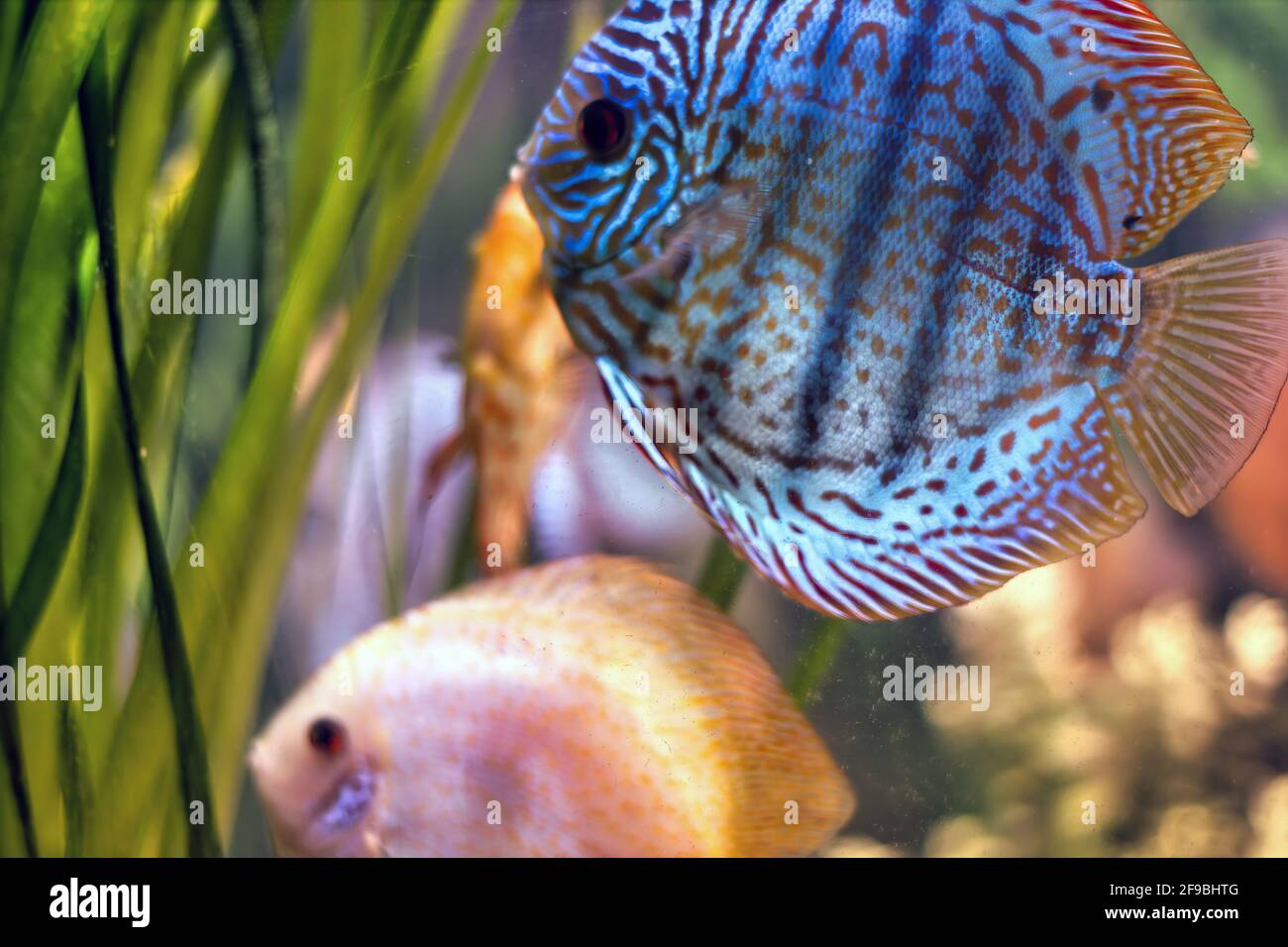 Royal red discus hi-res stock photography and images - Alamy