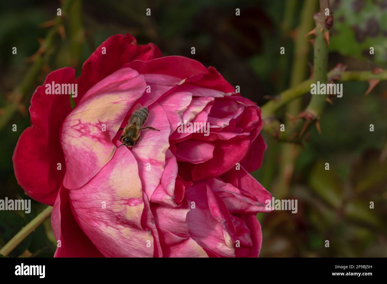 Bee on colorful rose petals isolated in garden with copy space. Rose ...