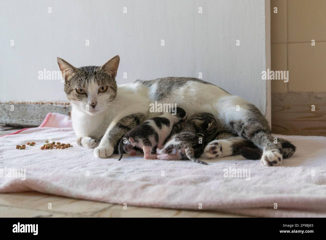 An outdoor cat with her newborn kittens. She ducked into a friendly ...