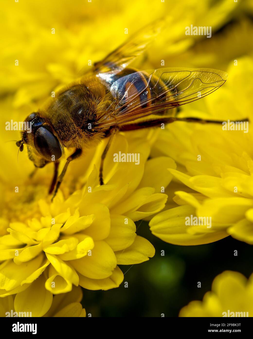 Macro photo of insect on yellow flower, close-up photo of bee and ...
