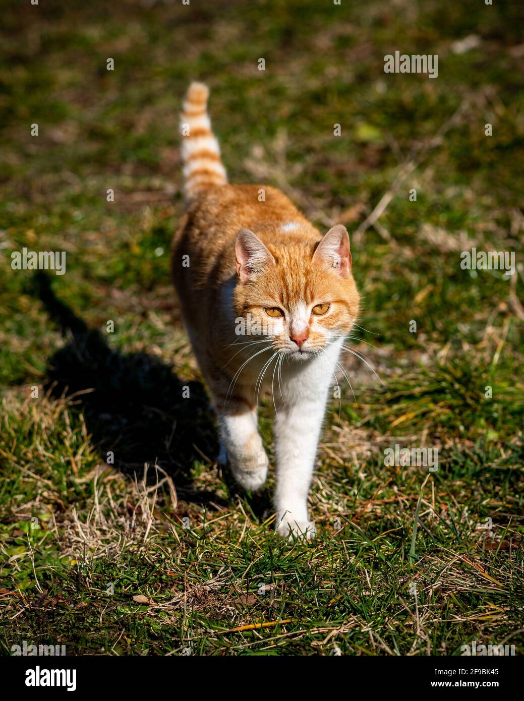 Cat one animal hi-res stock photography and images - Alamy