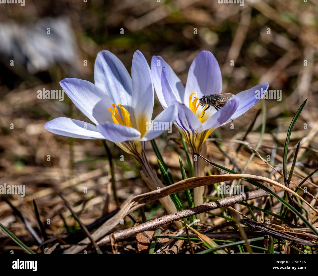 Crocus flower and a fly, purple spring flower and insect Stock Photo ...
