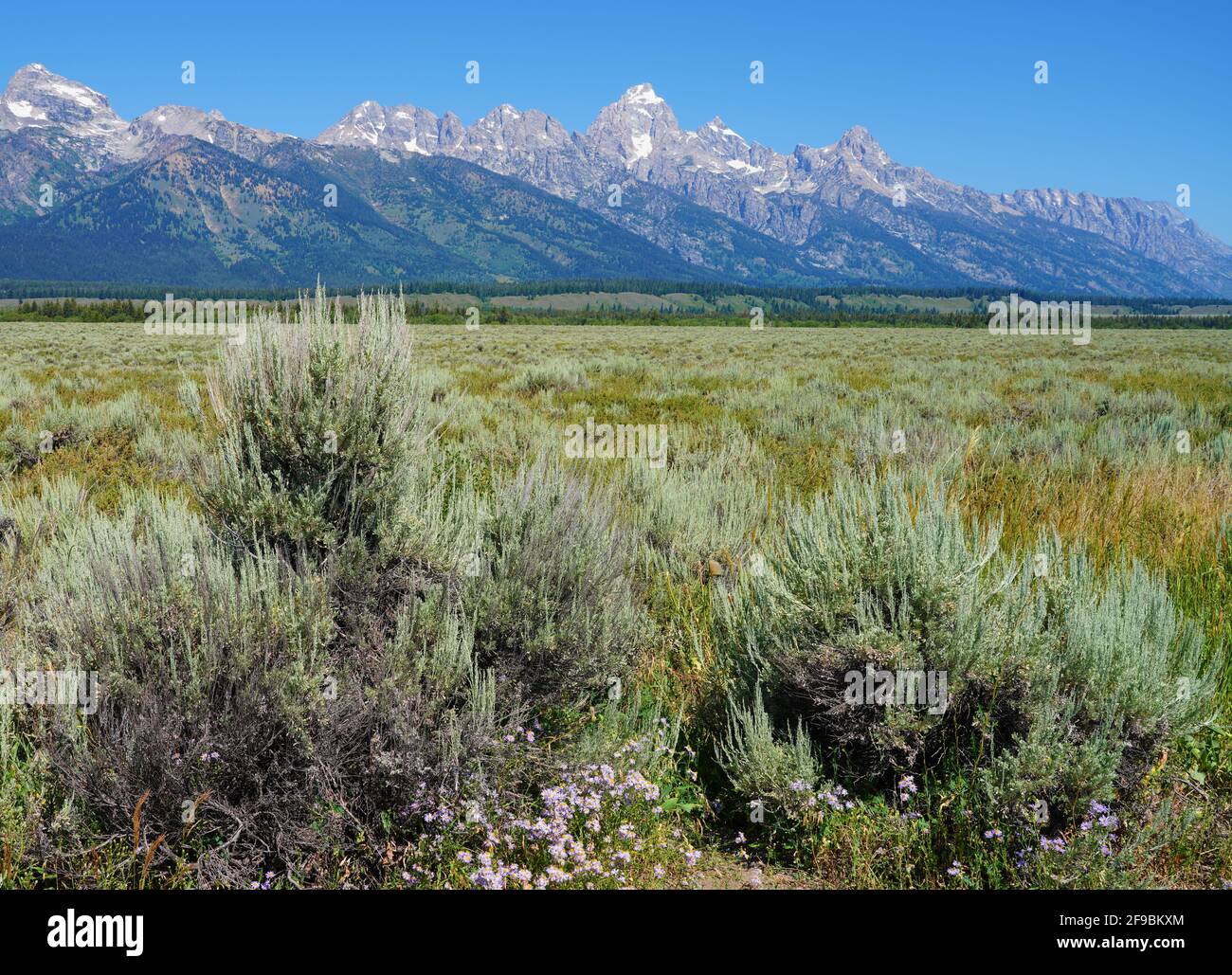 Green sagebrush hi-res stock photography and images - Alamy
