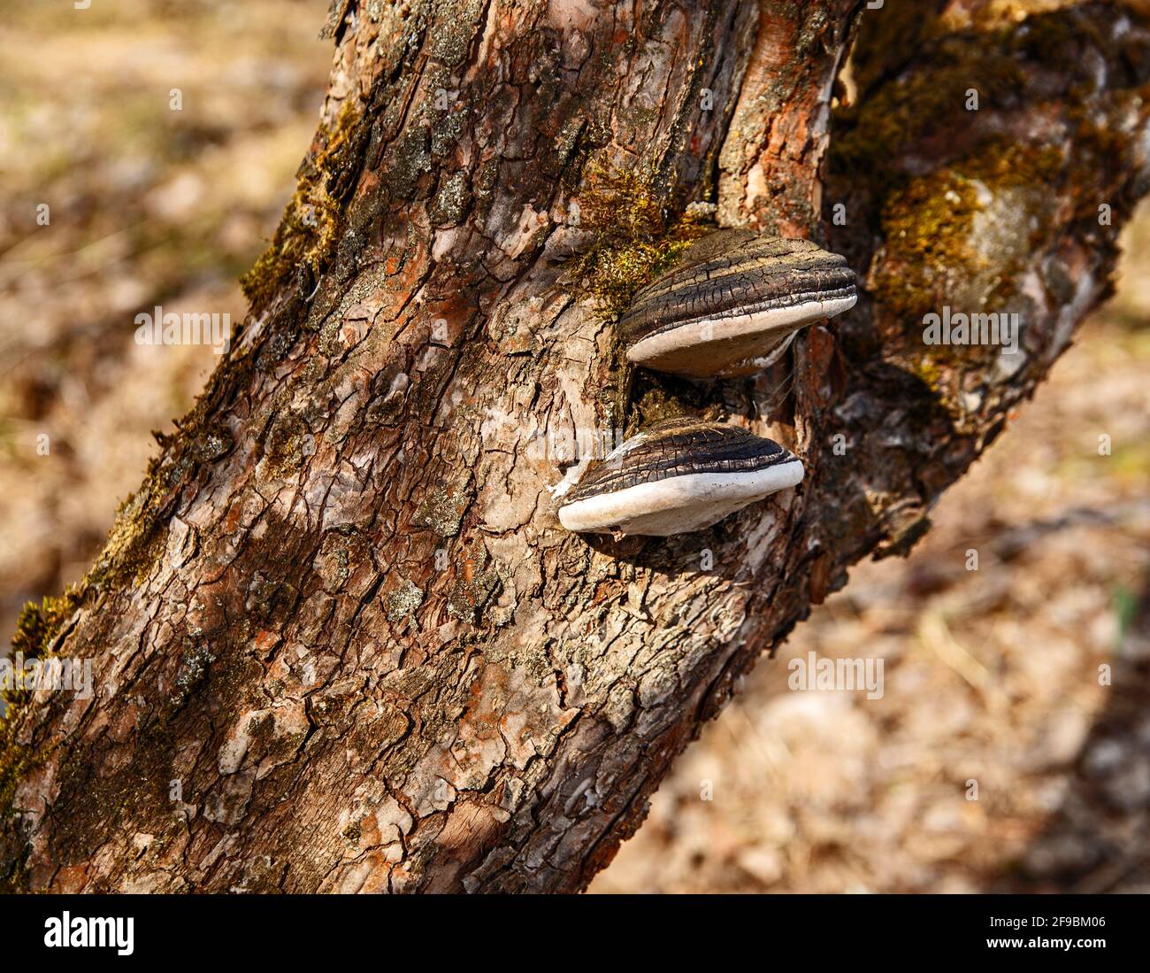 Mushroom - chaga parasite on tree with brown bark Stock Photo - Alamy