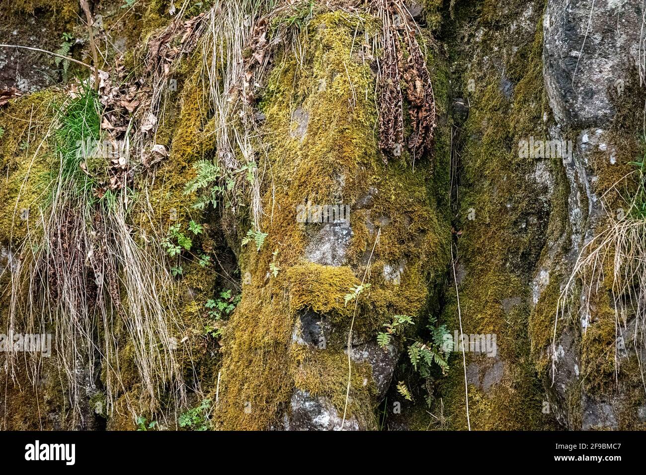 Rock background. Structure of cracked rocks. Gray stones covered with ...