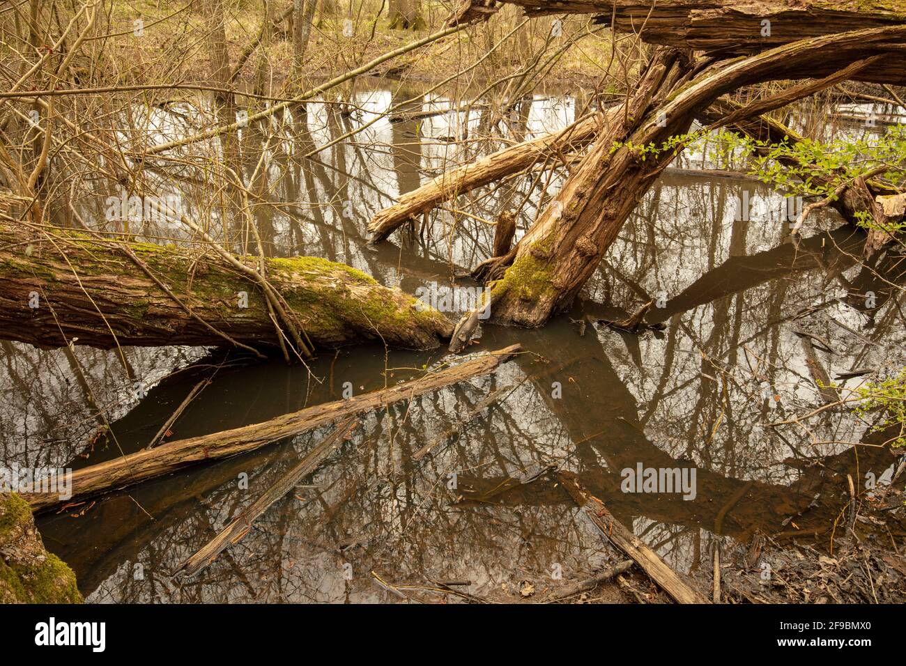 Riperian landscape with trees growing out of and around a semi-stagnant ...
