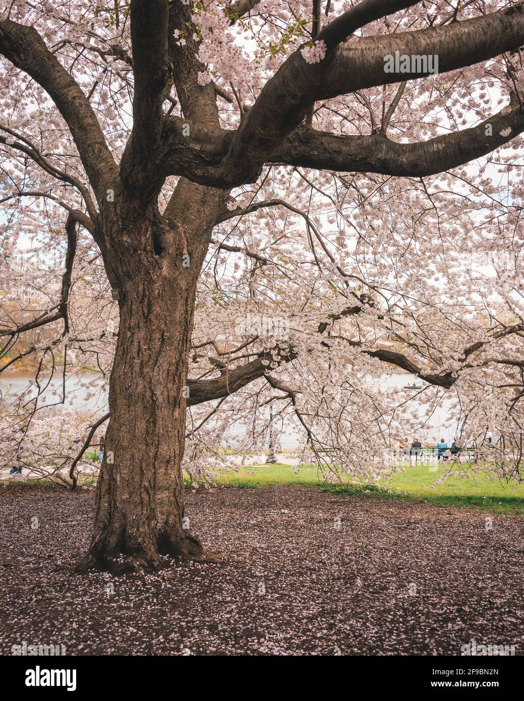 Cherry blossom trees at Cherry Hill, in Central Park, Manhattan, New ...