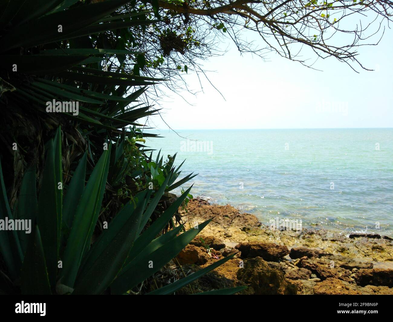 Oca brazil hi-res stock photography and images - Alamy
