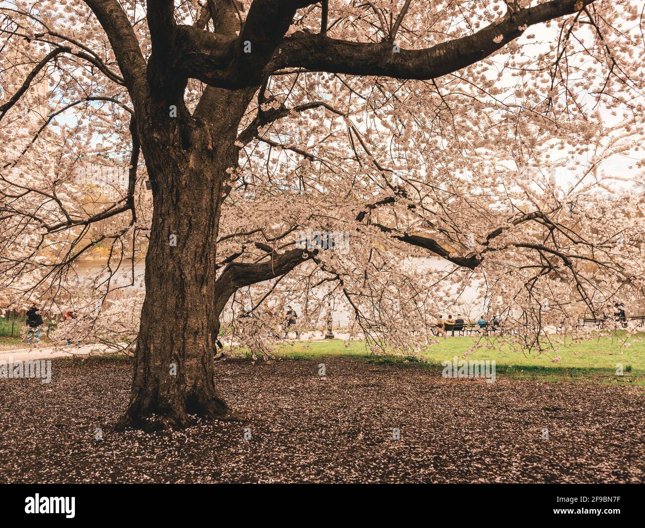 Cherry blossom trees at Cherry Hill, in Central Park, Manhattan, New ...