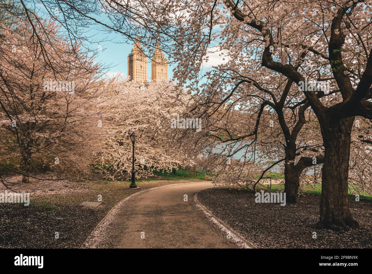Cherry blossom trees at Cherry Hill, in Central Park, Manhattan, New ...