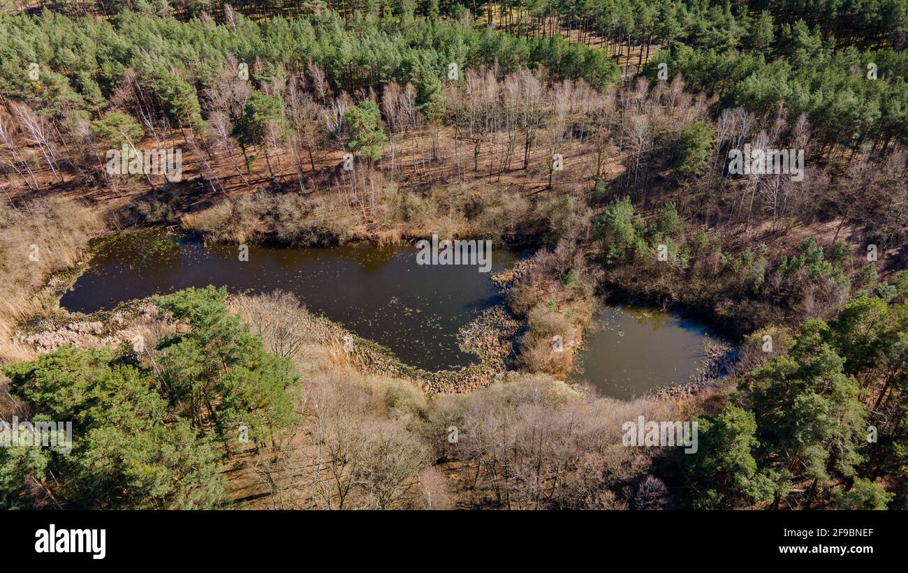 Aerial view of a forest lake surrounded by green and decideous trees ...