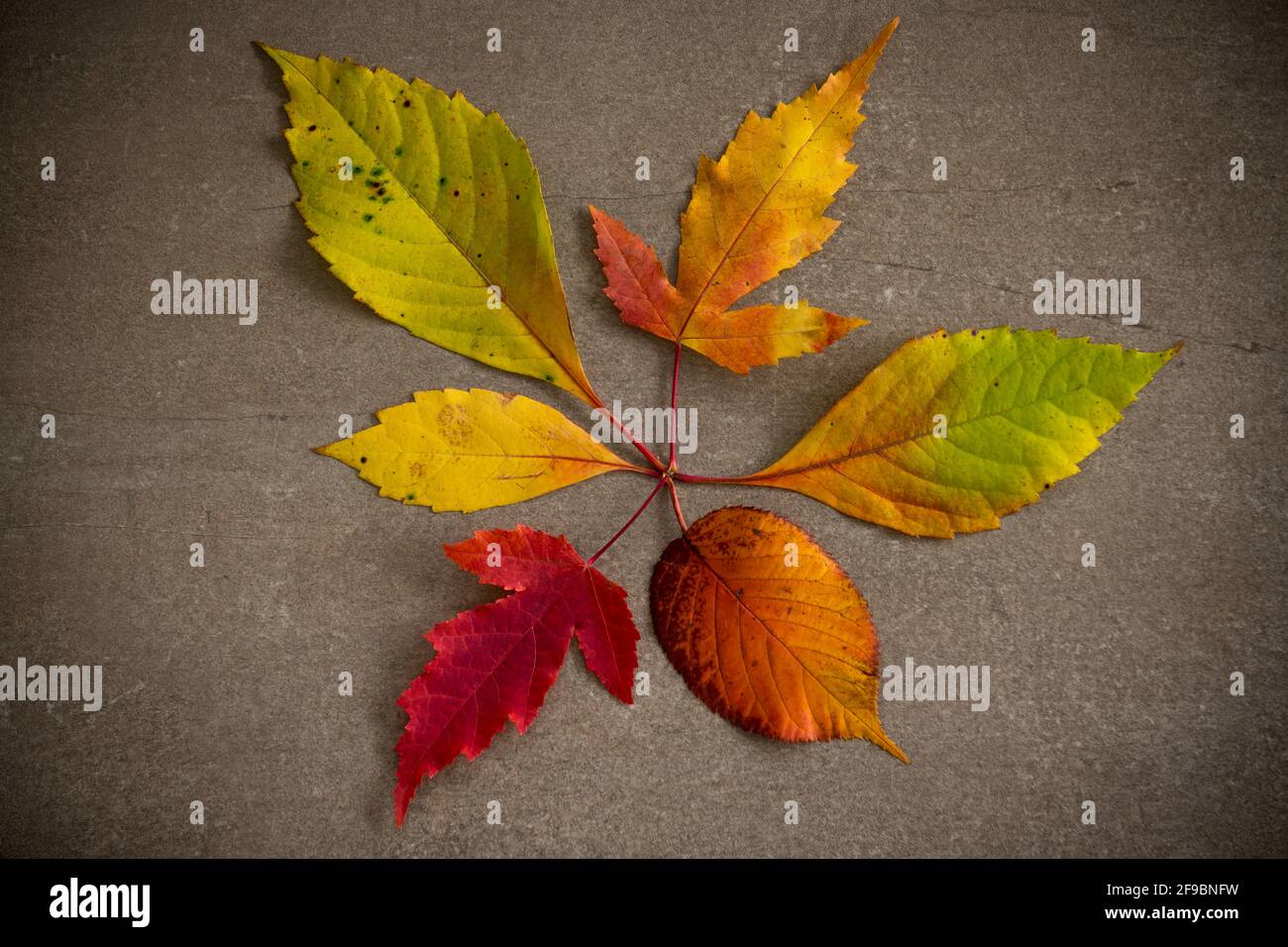 Different colored autumn leaves arranged in the circle Stock Photo - Alamy