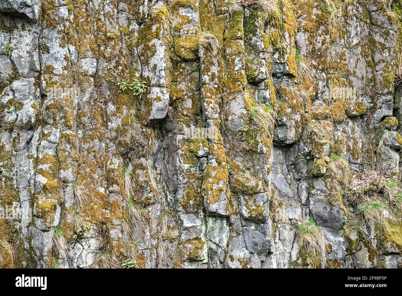 Rock background. Structure of cracked rocks. Gray stones covered with ...