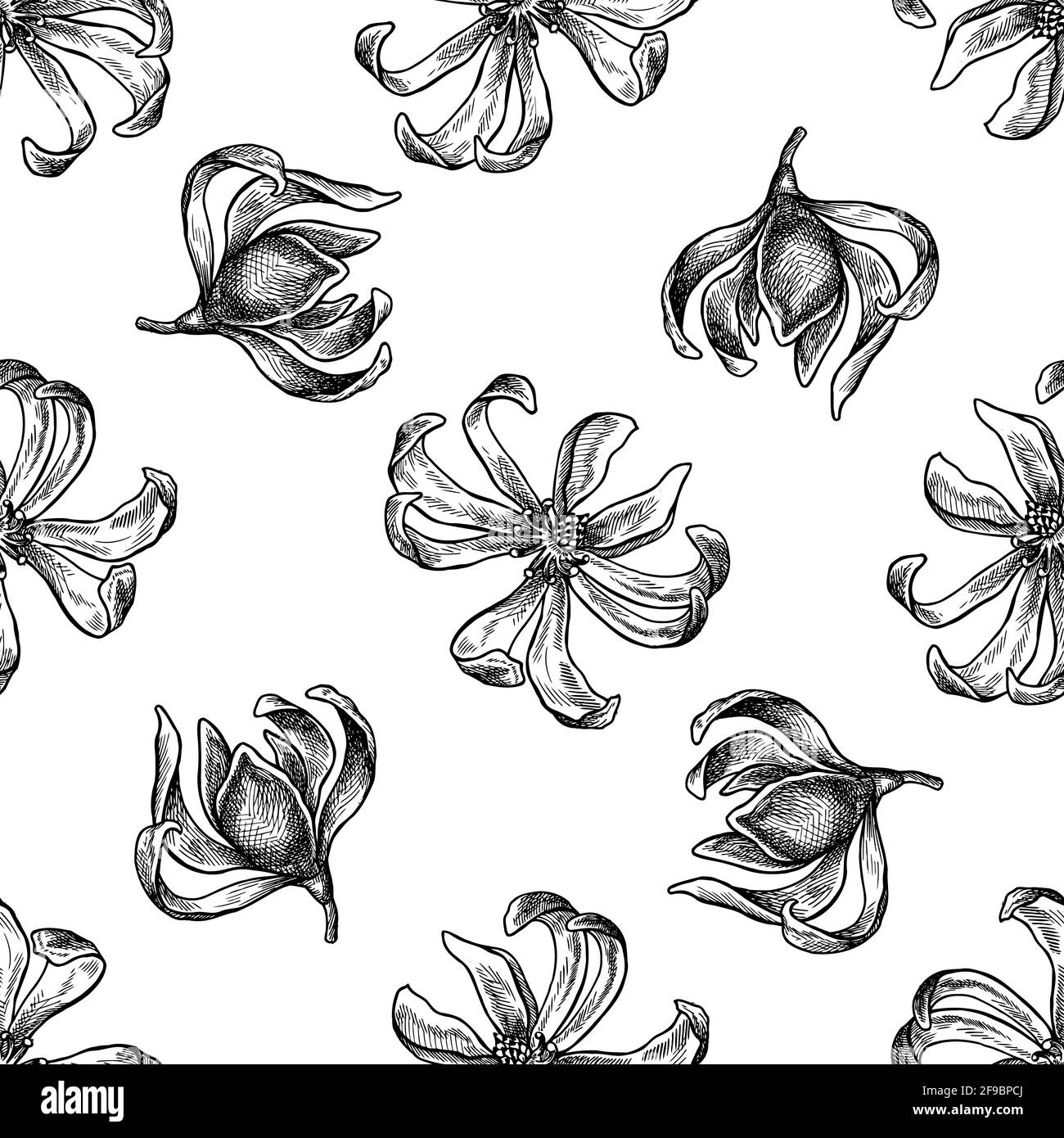 Champaca illustration Black and White Stock Photos & Images - Alamy