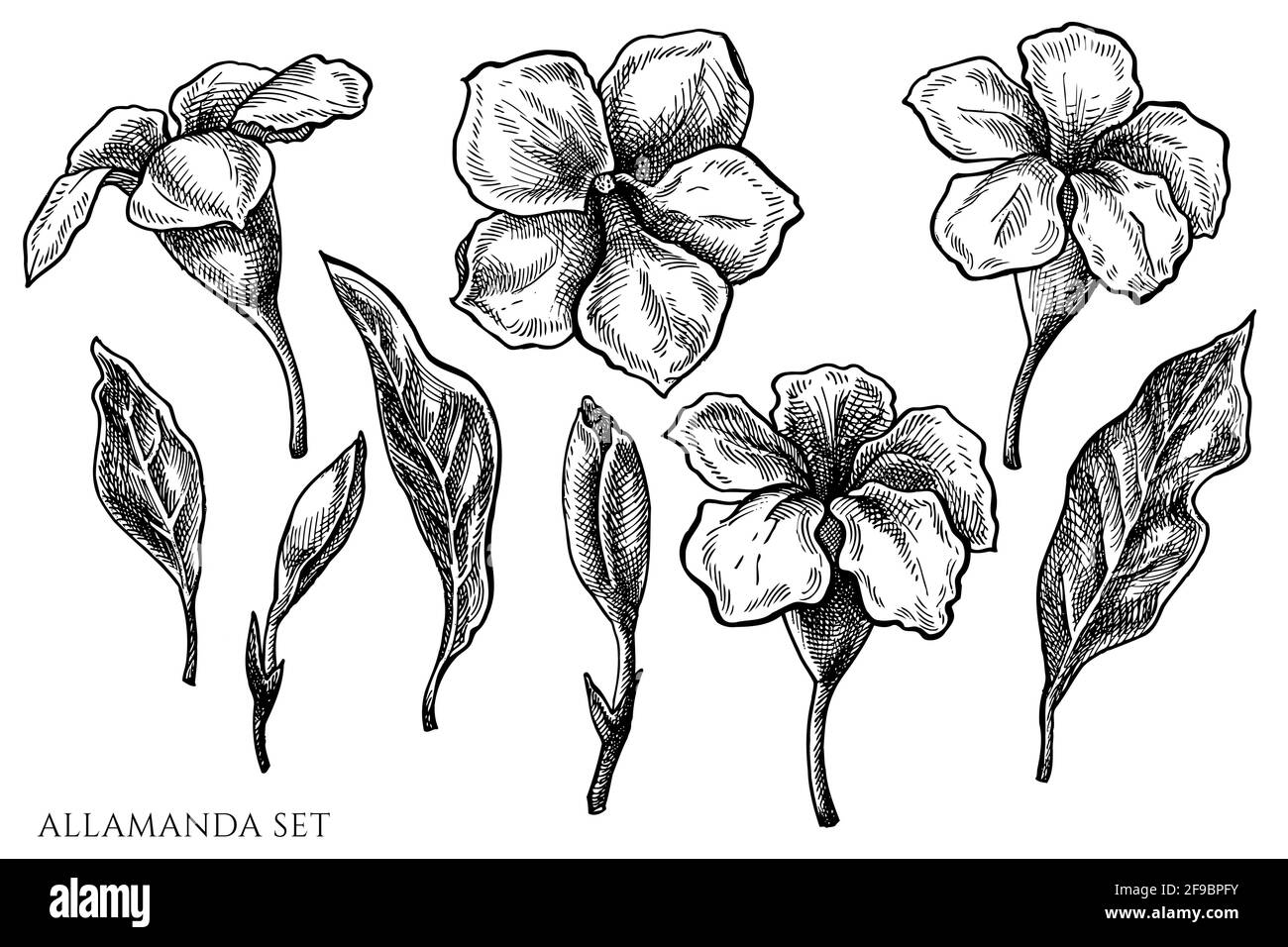 Vector set of hand drawn black and white allamanda Stock Vector Image ...