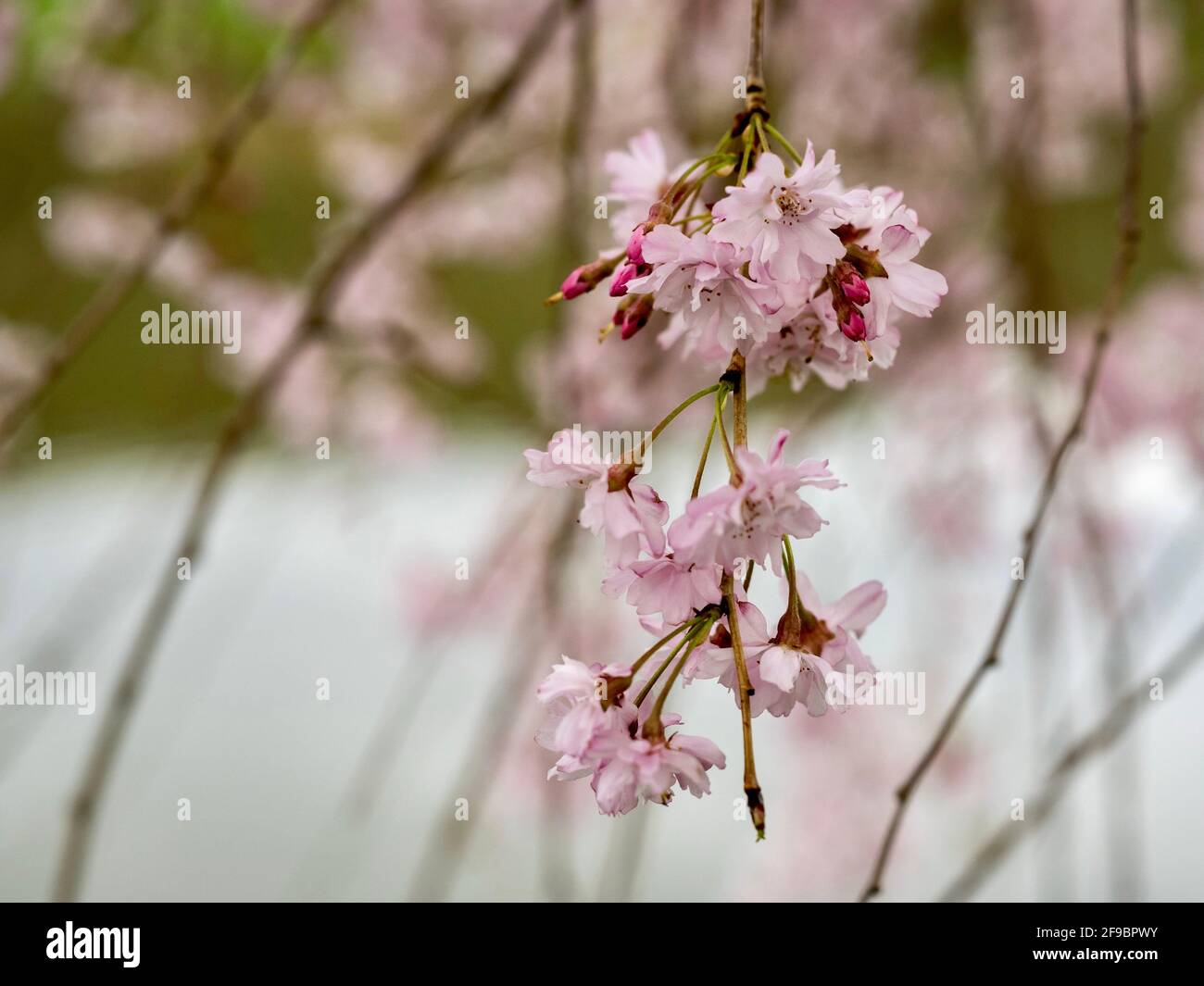 Cherry blossom tree in full hi-res stock photography and images - Alamy