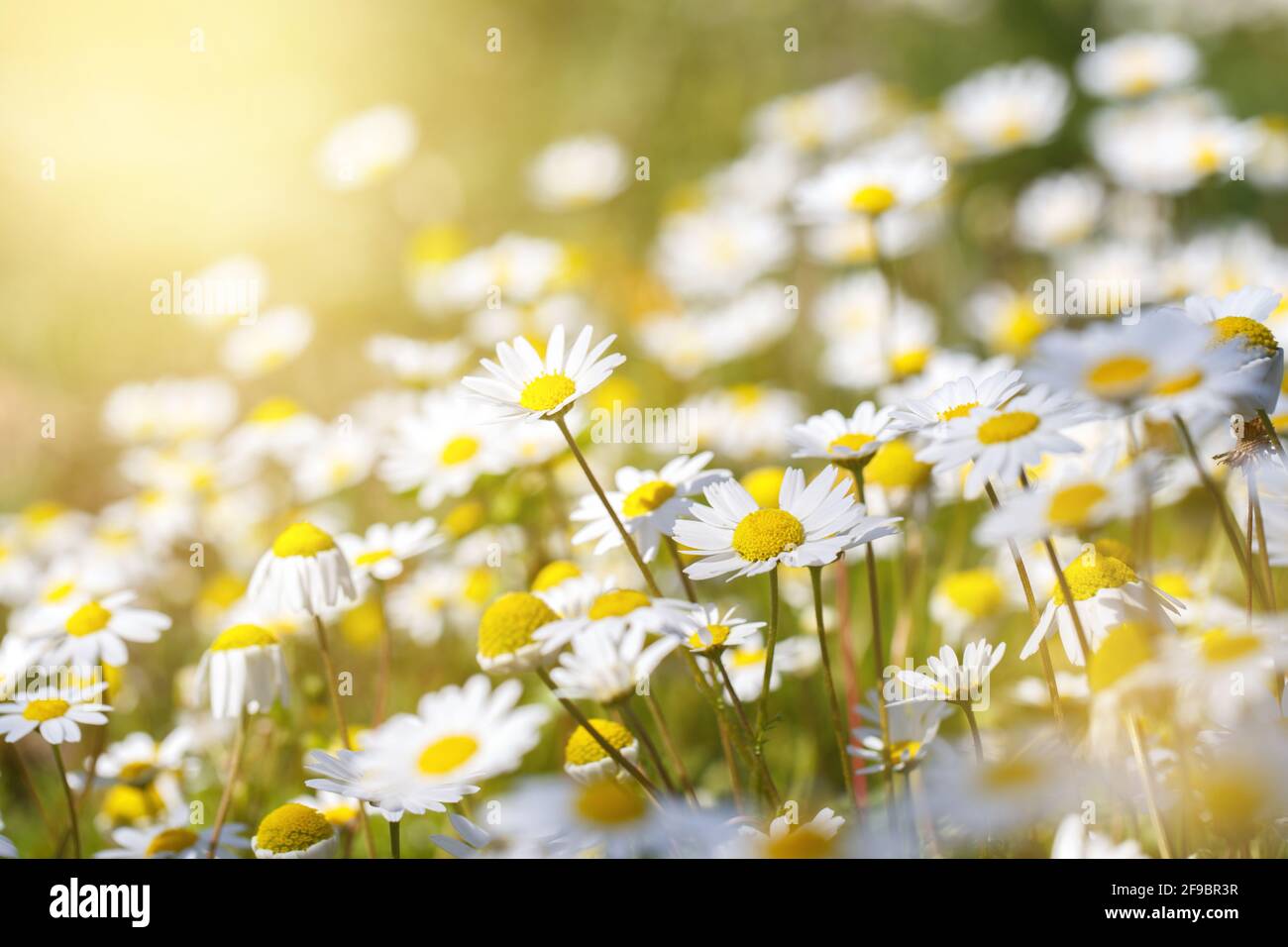 Daisy flower field, sunlight summer time in Greece Stock Photo - Alamy