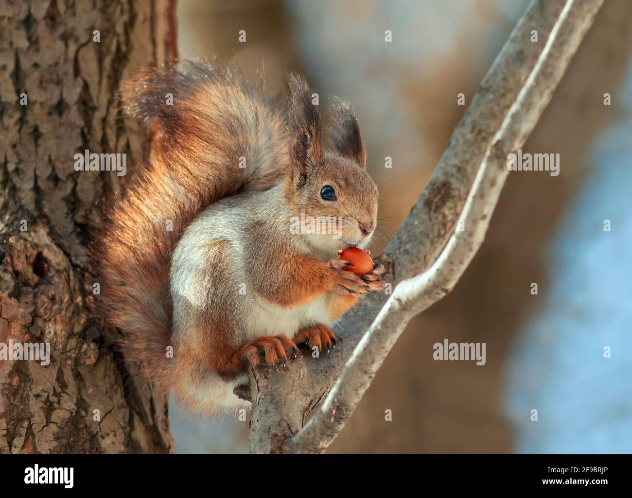 cute fluffy squirrel sitting in the park on a tree branch and ...