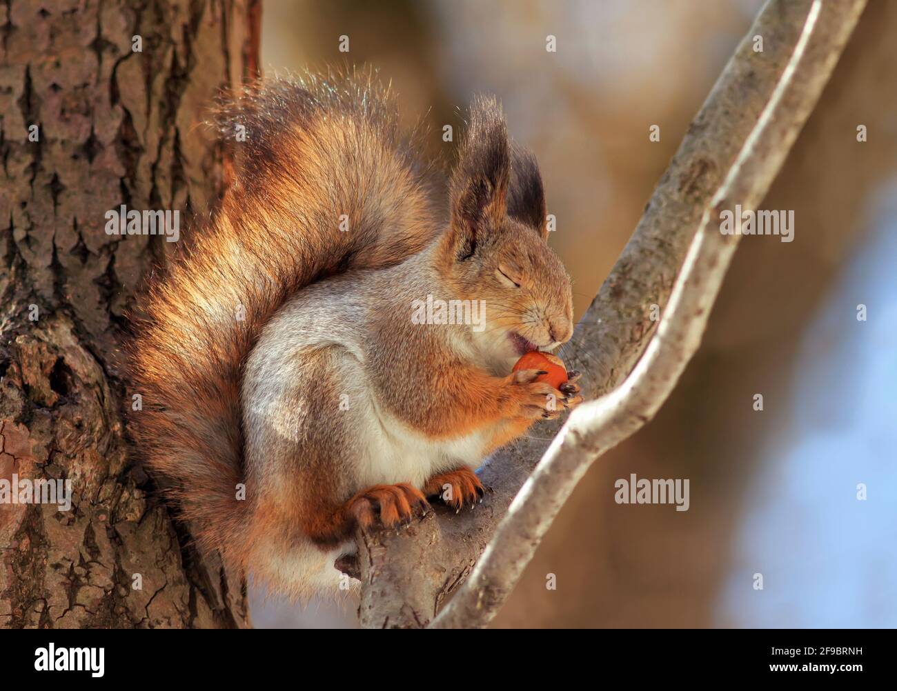 cute fluffy squirrel sitting in the park on a tree branch and ...