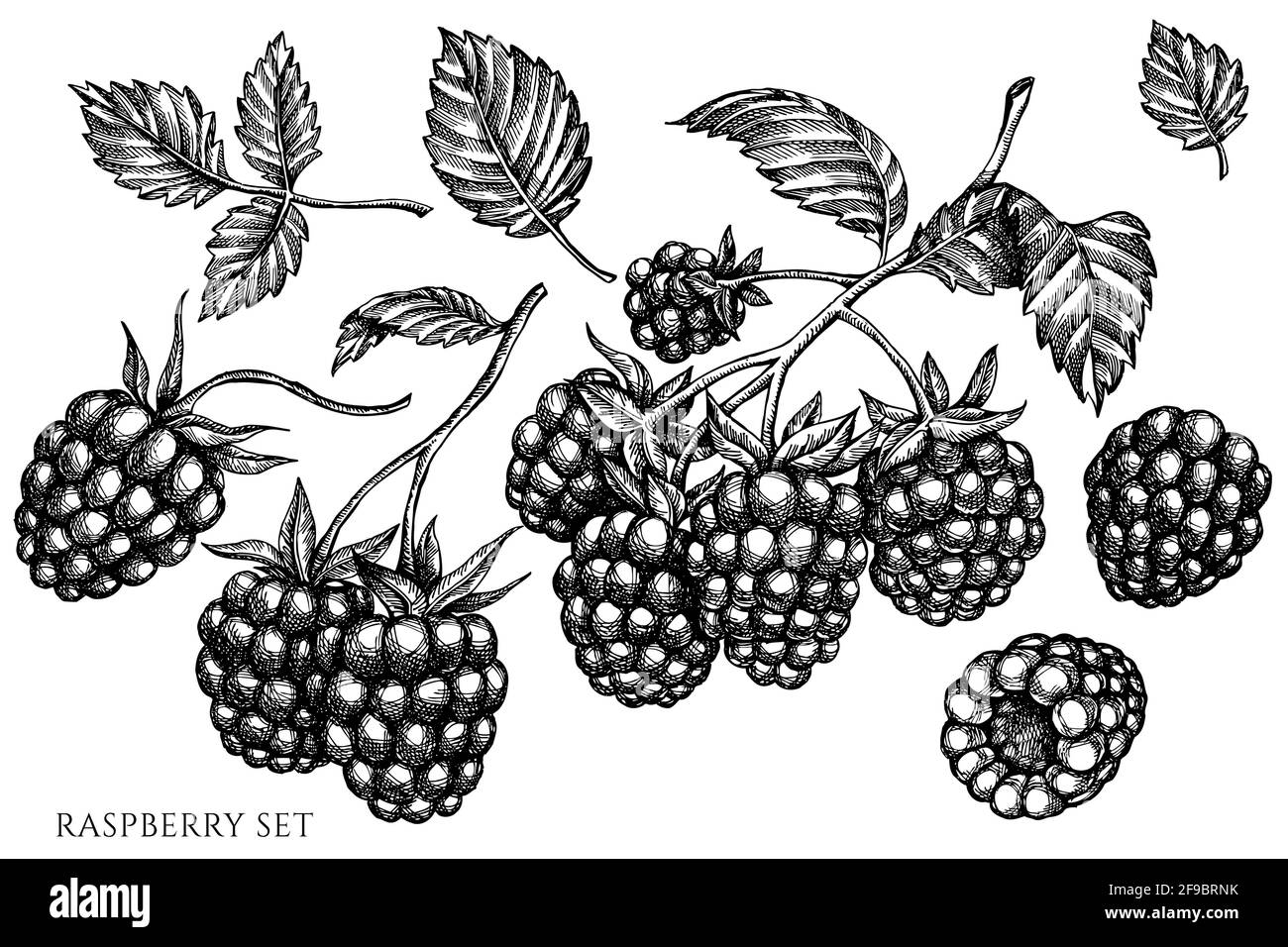 Black Raspberry Clip Art