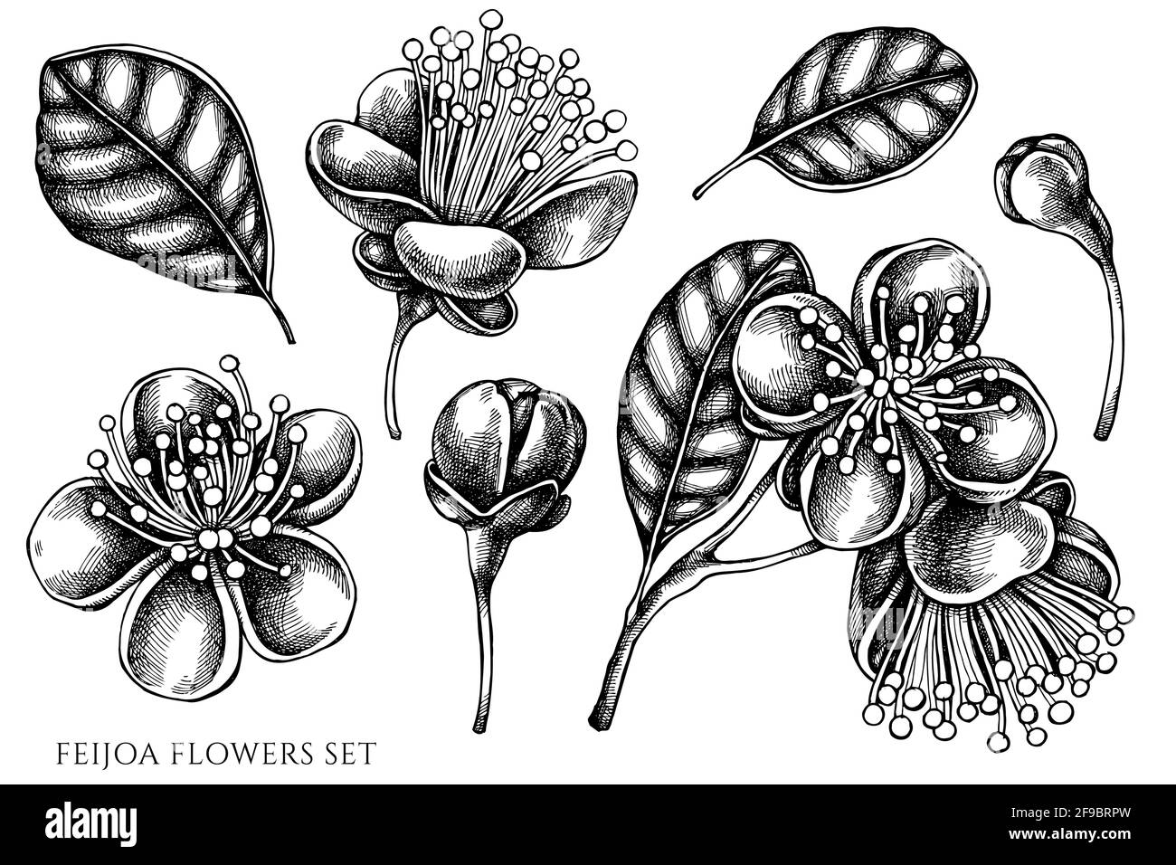 Feijoa flowers Cut Out Stock Images & Pictures - Alamy