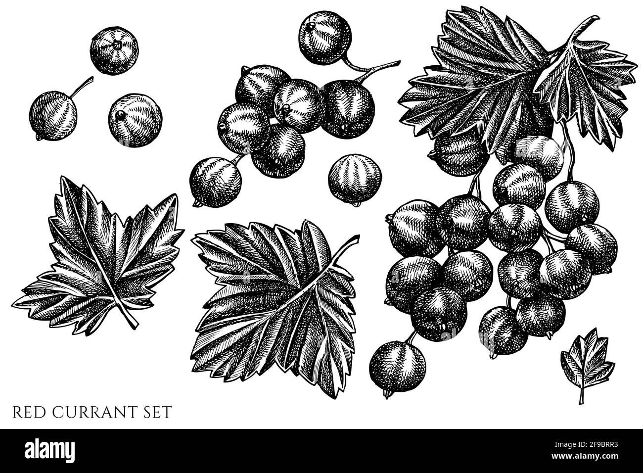 Vector set of hand drawn black and white red currant Stock Vector Image ...